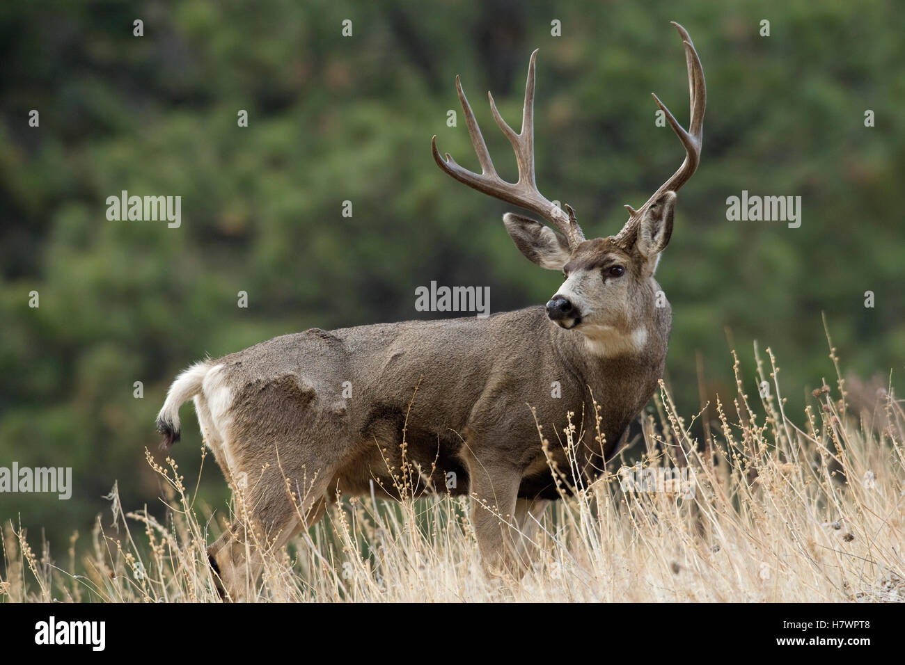 Mule Deer (Odocoileus hemionus) buck, western Montana Stock Photo - Alamy
