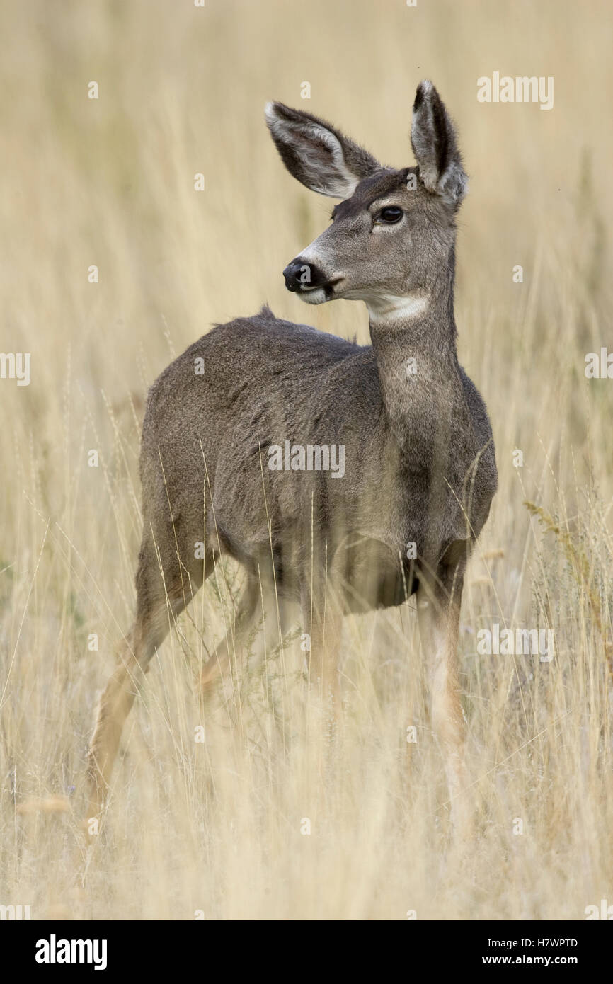 Mule Deer (Odocoileus hemionus) doe, western Montana Stock Photo - Alamy