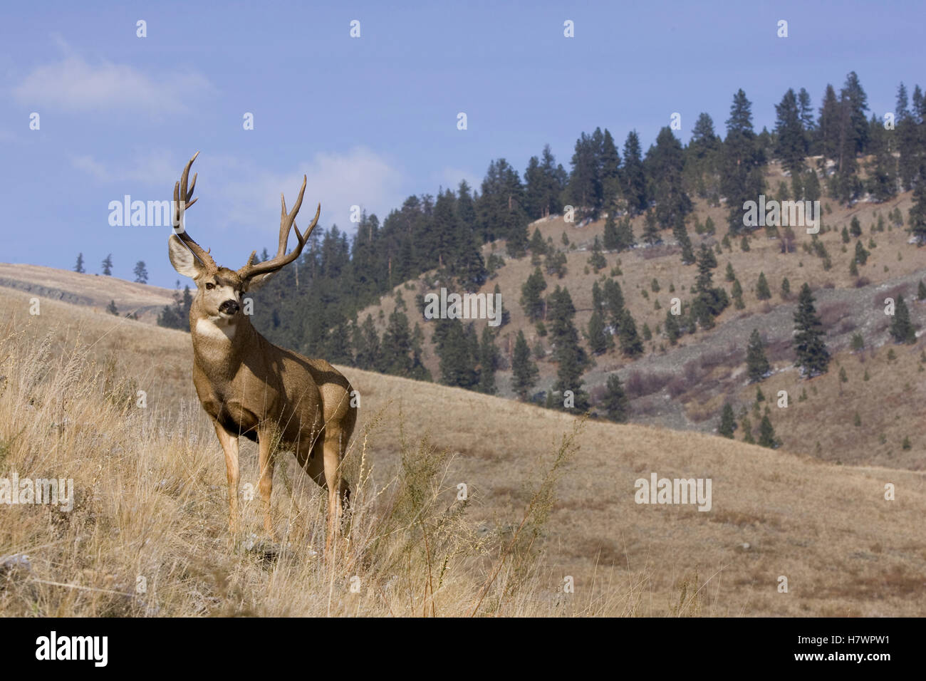 Mule Deer (Odocoileus hemionus) buck, western Montana Stock Photo - Alamy