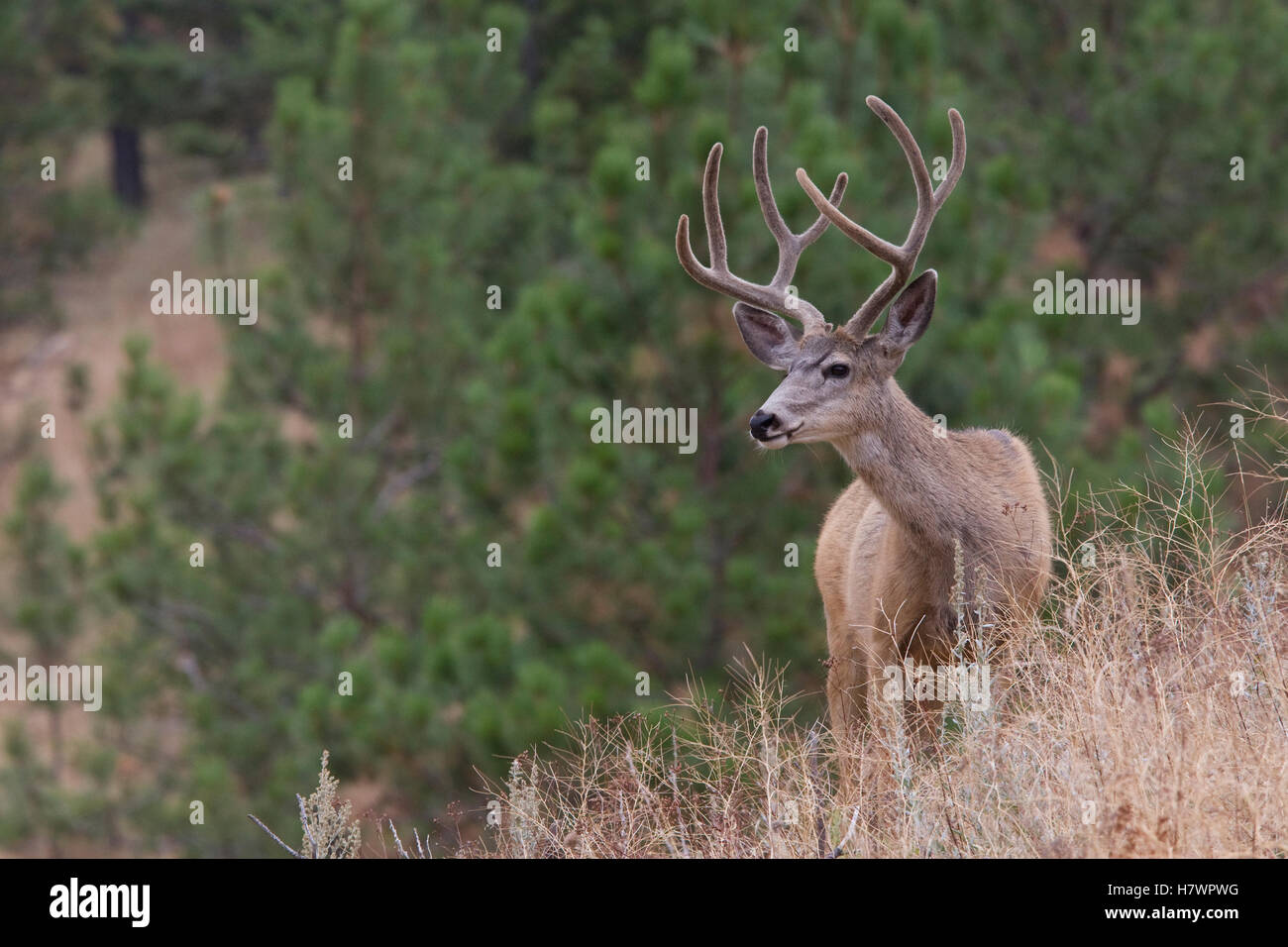 Mule Deer (Odocoileus hemionus) buck in velvet, western Montana Stock ...