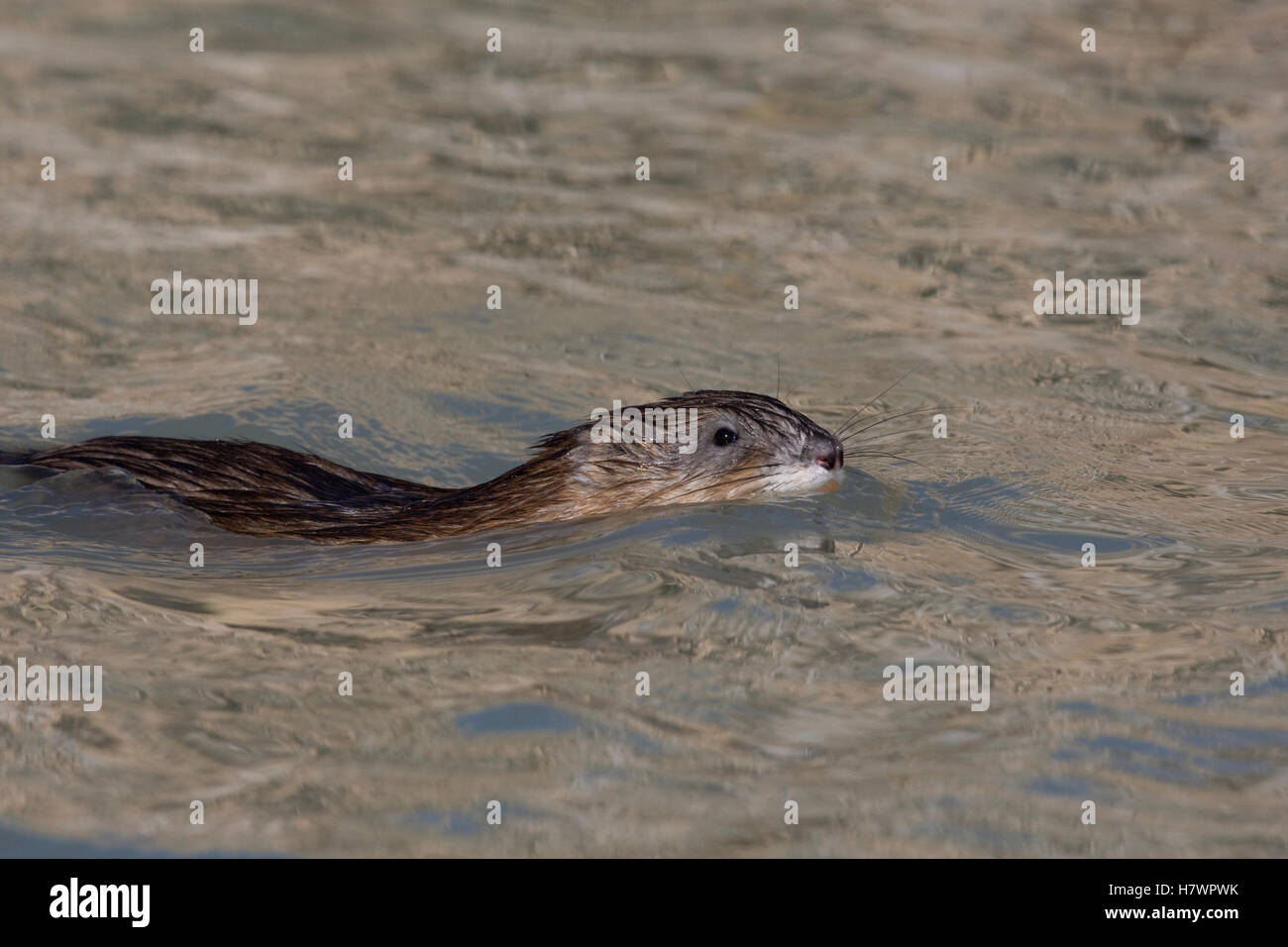 Muskrat (Ondatra zibethicus) swimming, North America Stock Photo - Alamy