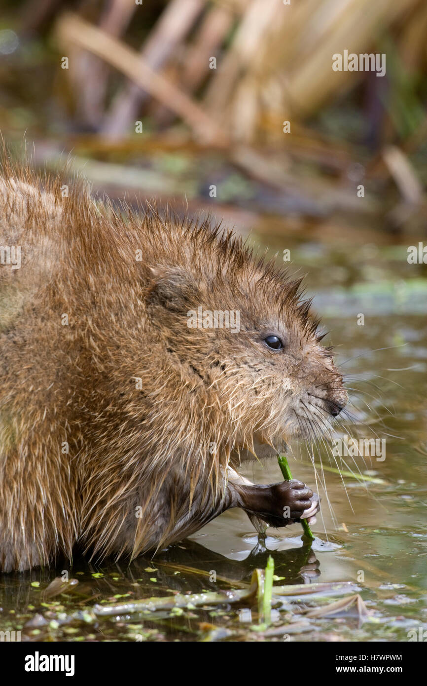 Muskrat (Ondatra zibethicus) feeding in shallow water, western Montana Stock Photo - Alamy