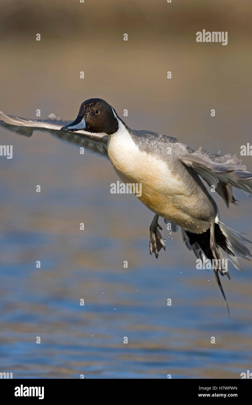 Northern Pintail (Anas acuta) drake flying, western Montana Stock Photo ...