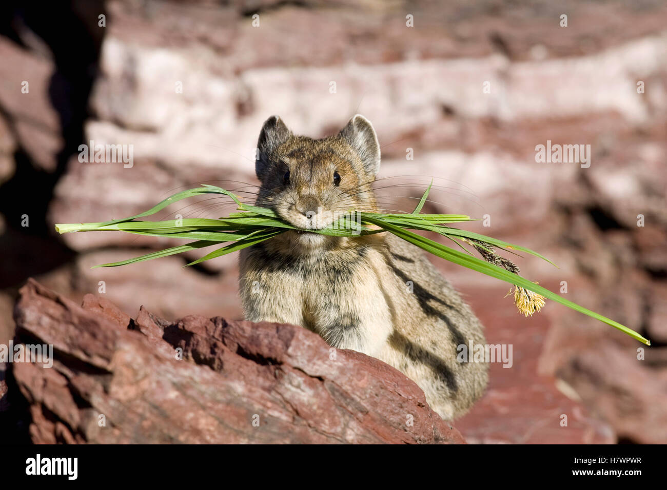 American Pika (Ochotona princeps) carrying food, western Montana Stock ...