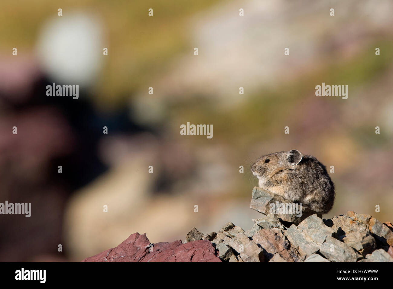 American Pika (Ochotona princeps), northwestern Montana Stock Photo - Alamy