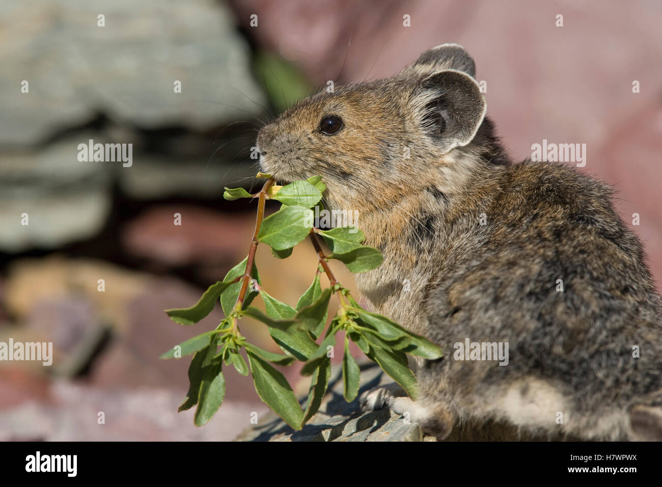 American Pika (Ochotona princeps) carrying food, western Montana Stock ...