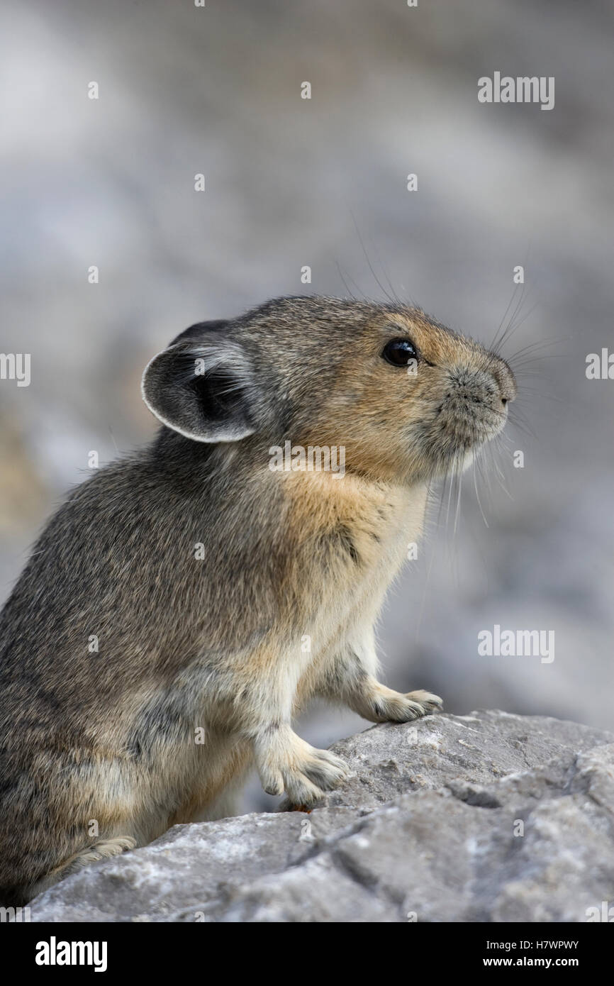 American Pika (Ochotona princeps), northwestern Montana Stock Photo - Alamy