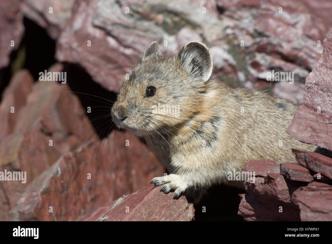 American Pika (Ochotona princeps), northwestern Montana Stock Photo - Alamy