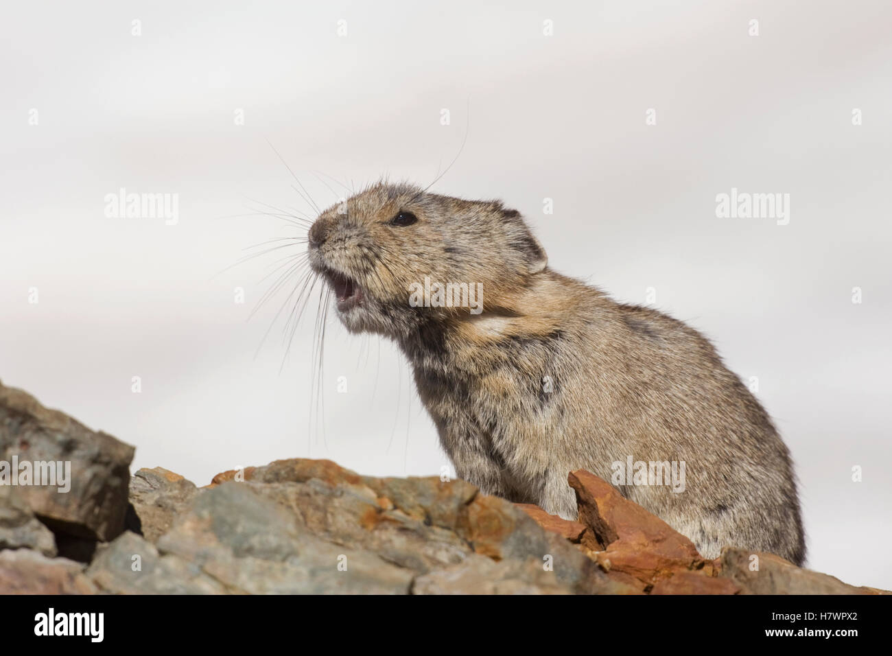 American Pika (Ochotona princeps) calling, northwestern Montana Stock ...