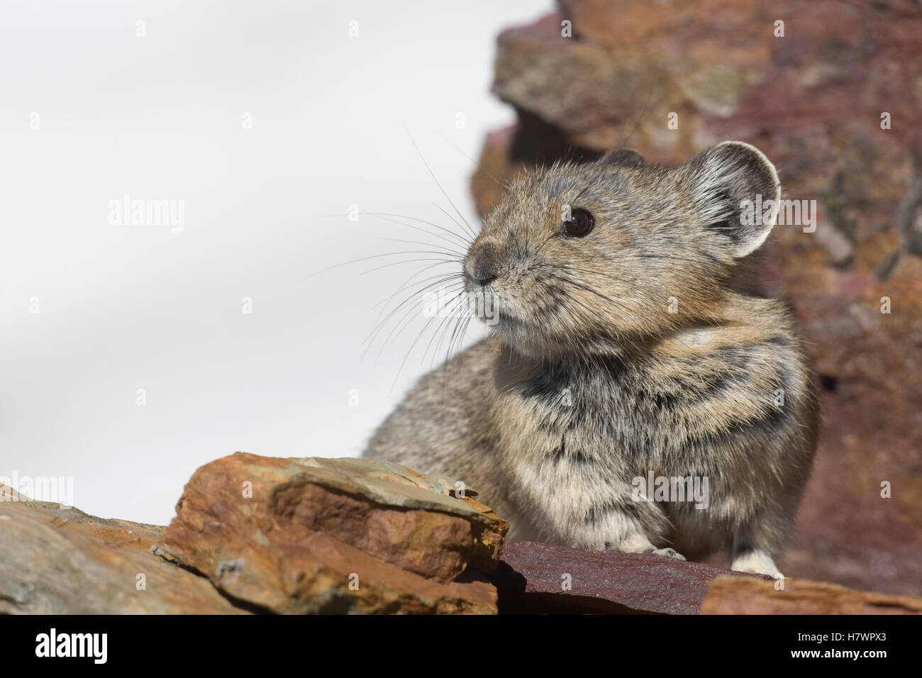American Pika (Ochotona princeps), northwestern Montana Stock Photo - Alamy