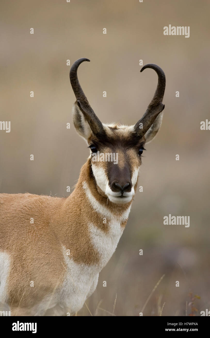 Pronghorn Antelope (Antilocapra americana) buck, eastern Montana Stock ...