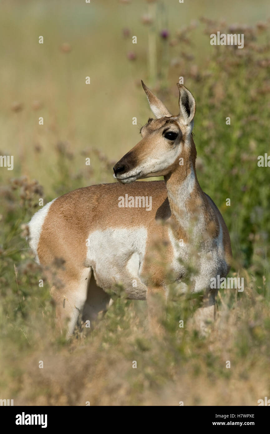Pronghorn Antelope (Antilocapra americana) doe, eastern Montana Stock ...