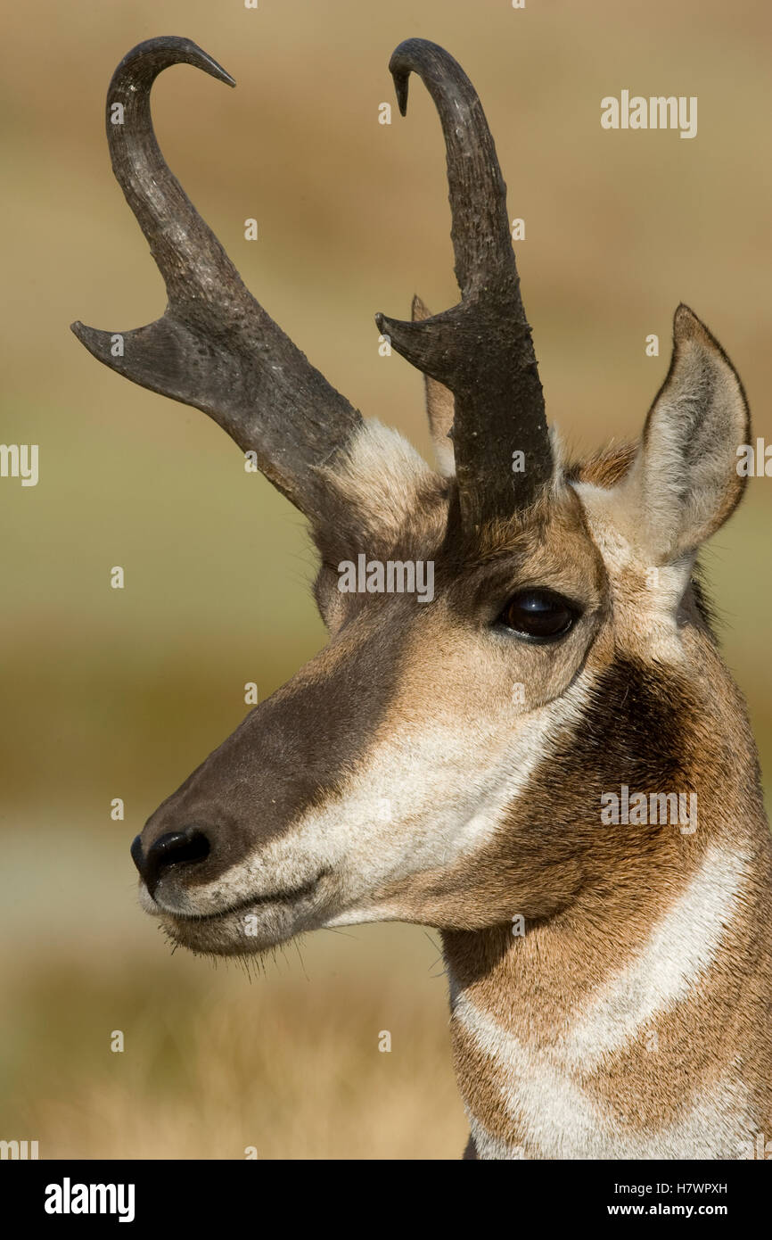 Pronghorn Antelope (Antilocapra americana) buck portrait, eastern ...