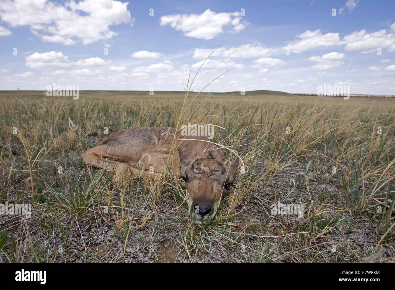 Pronghorn Antelope (Antilocapra americana) newborn fawn on prairie ...
