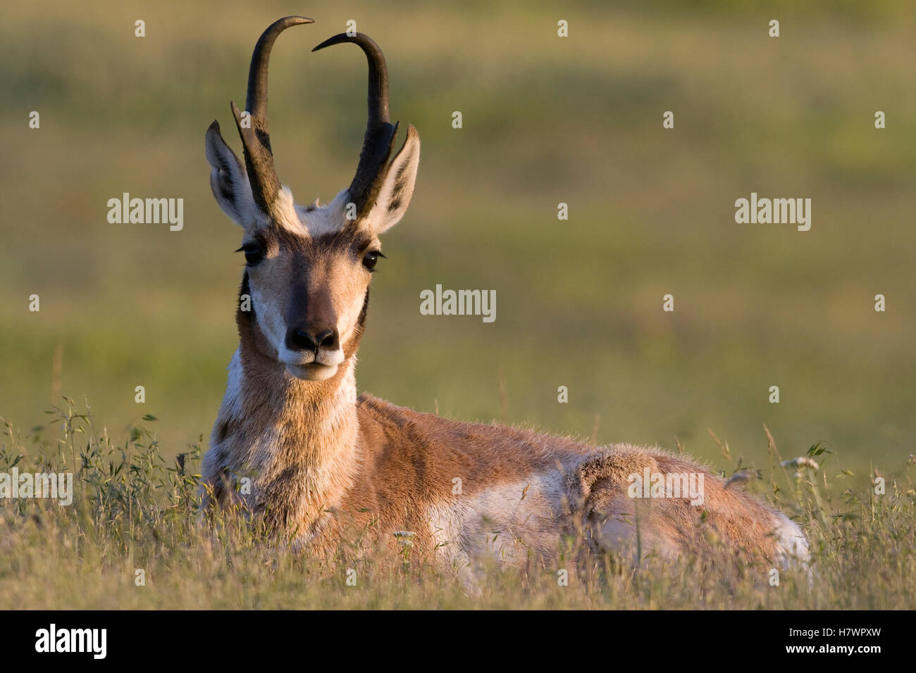 Pronghorn Antelope (Antilocapra americana) buck, eastern Montana Stock ...