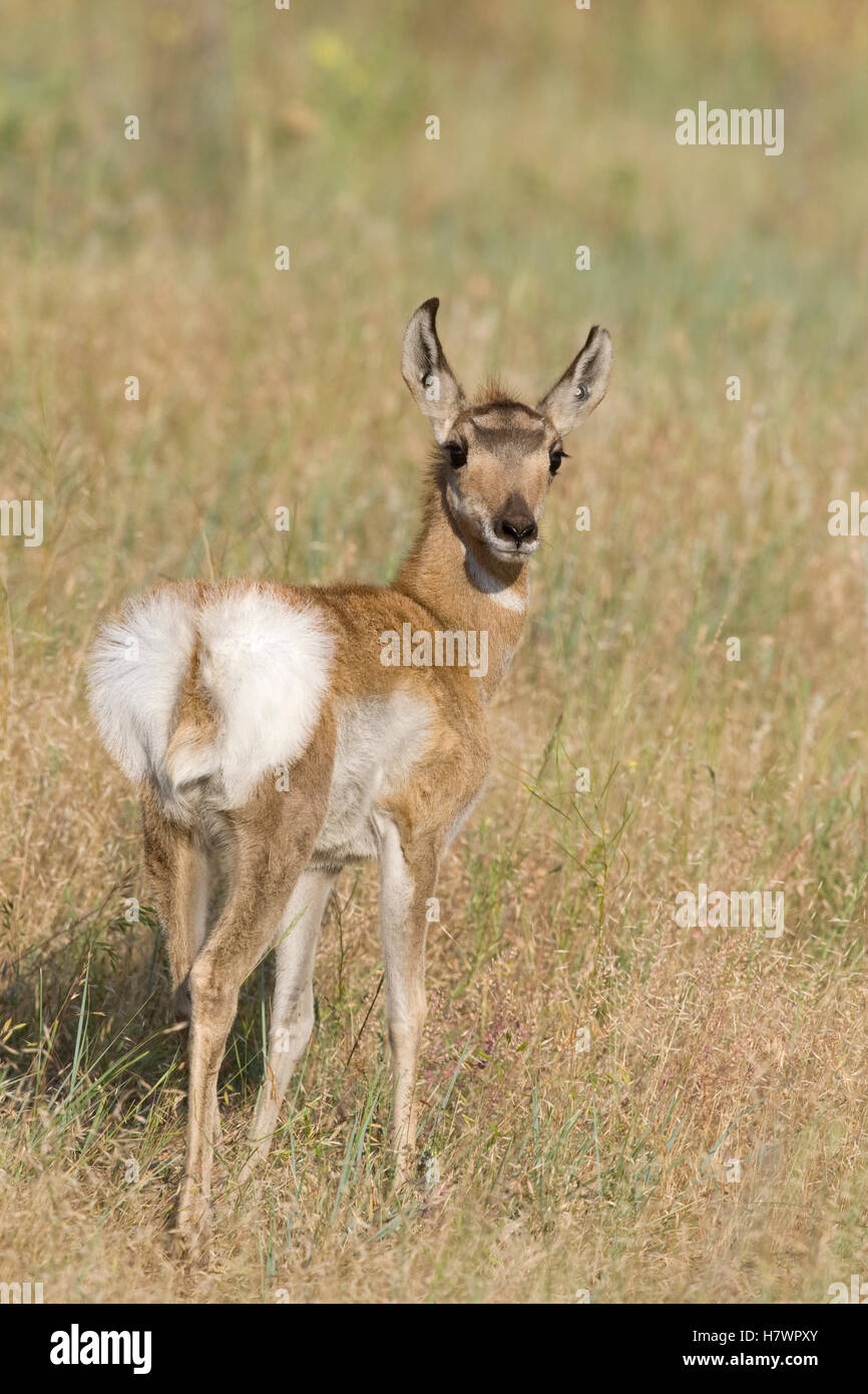 Pronghorn Antelope (Antilocapra americana) fawn, eastern Montana Stock ...