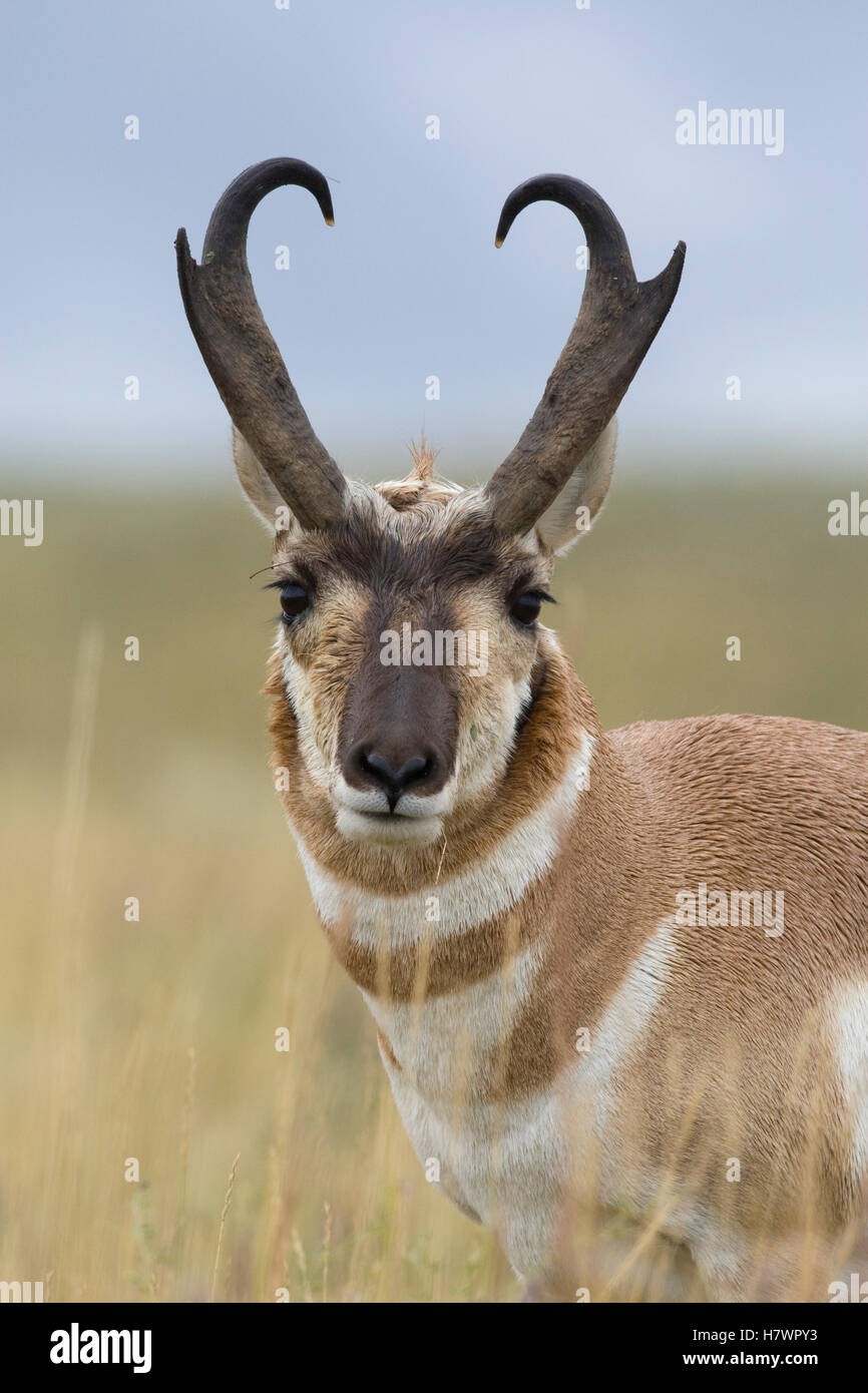 Pronghorn Antelope (Antilocapra americana) buck, eastern Montana Stock ...