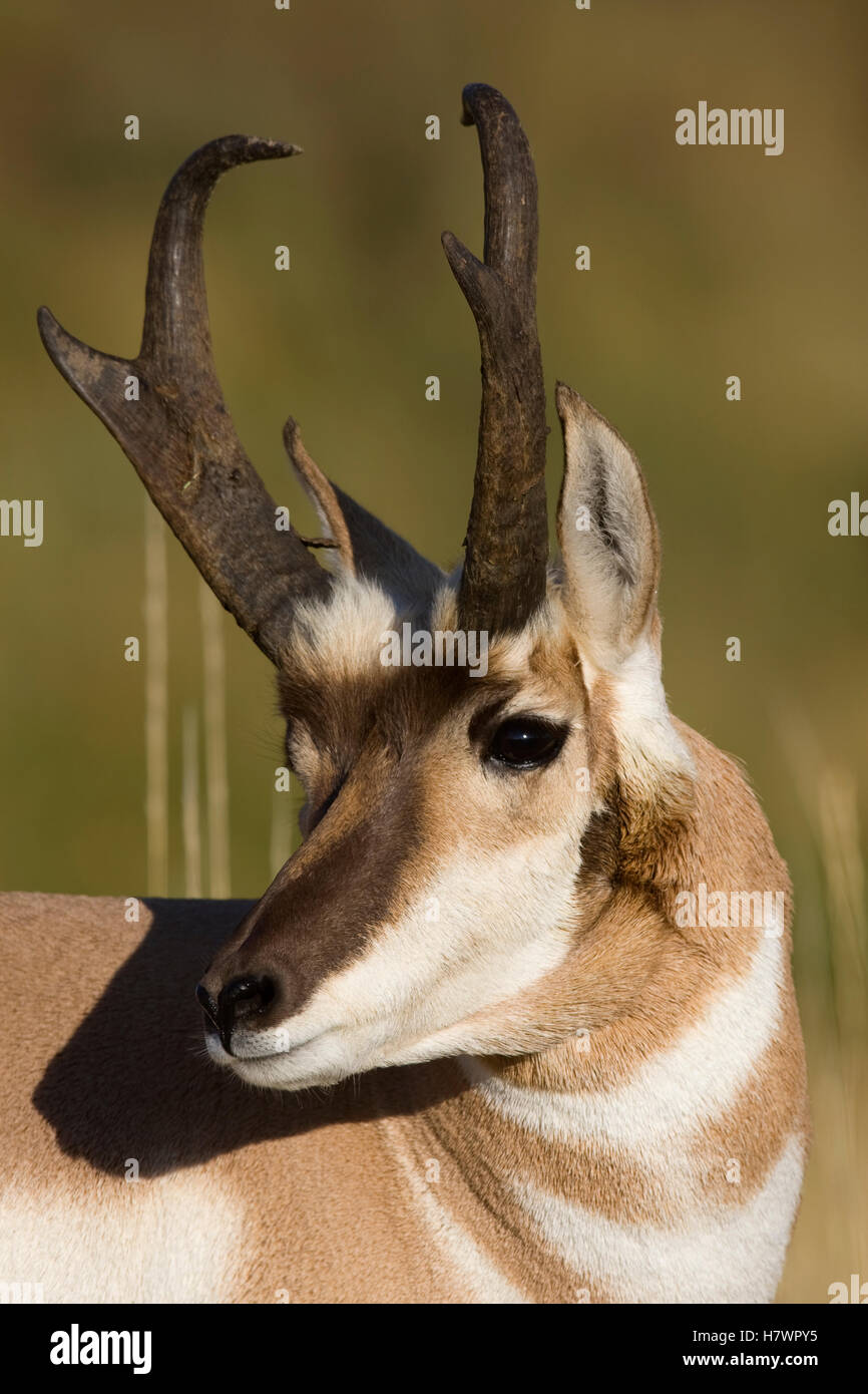 Pronghorn Antelope (Antilocapra americana) buck, eastern Montana Stock ...