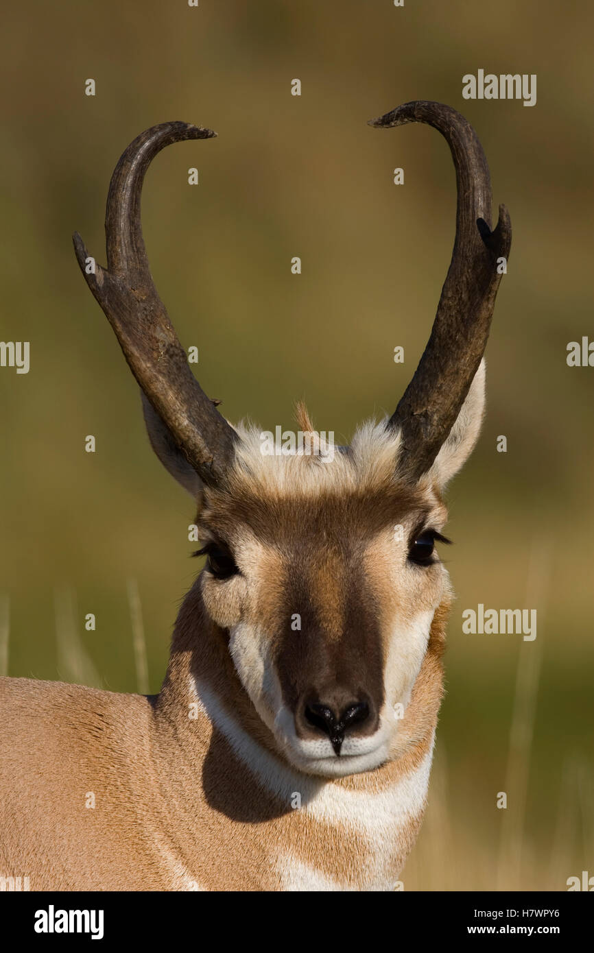 Pronghorn Antelope (Antilocapra americana) buck, eastern Montana Stock ...