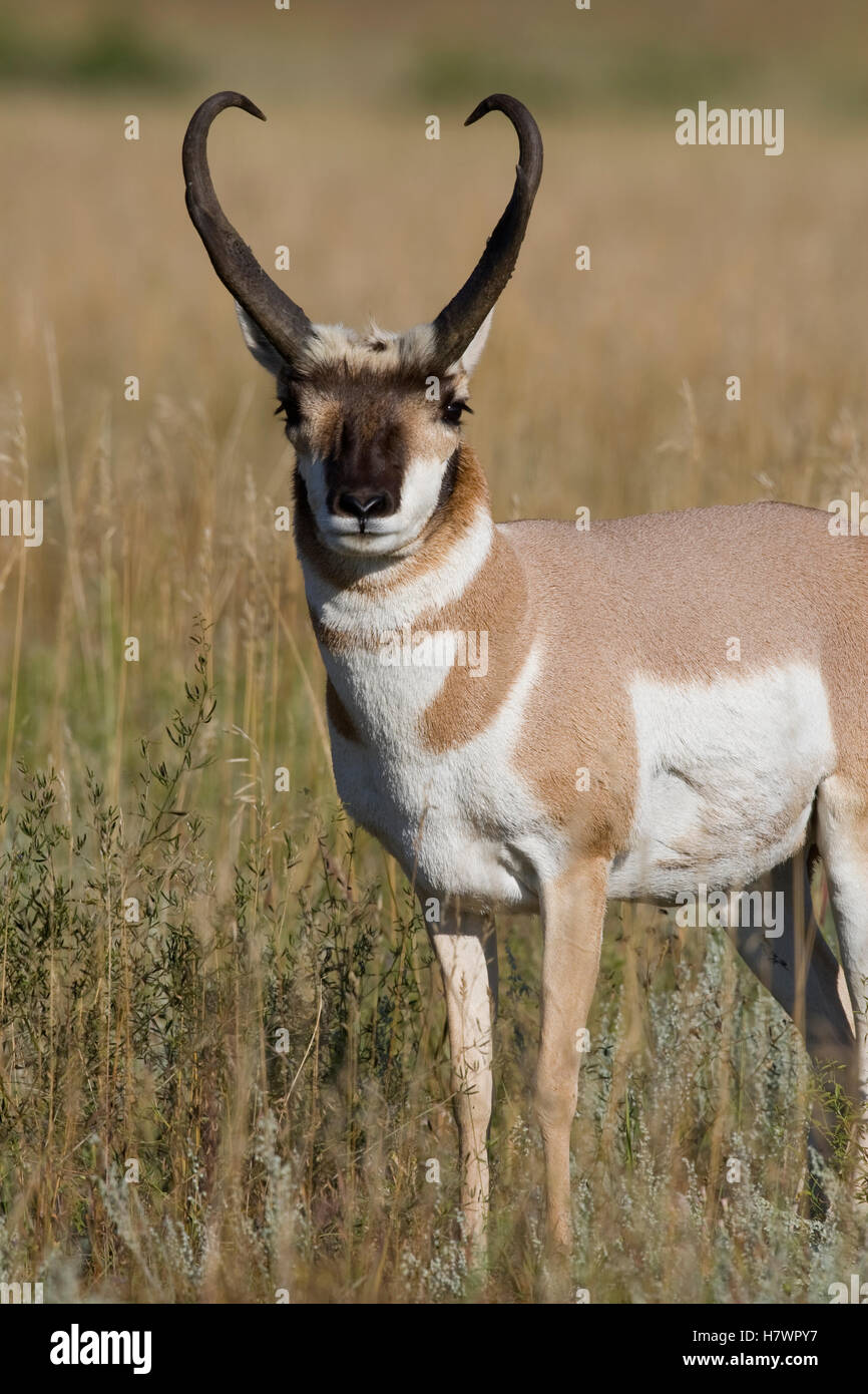 Pronghorn Antelope (Antilocapra americana) buck, eastern Montana Stock ...