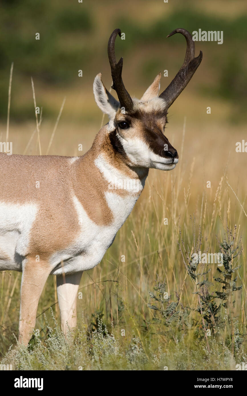 Pronghorn Antelope (Antilocapra americana) buck, eastern Montana Stock ...