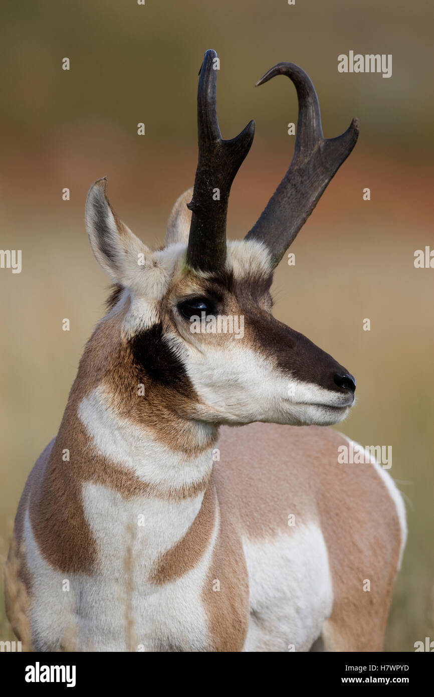 Pronghorn Antelope (Antilocapra americana) buck, eastern Montana Stock ...