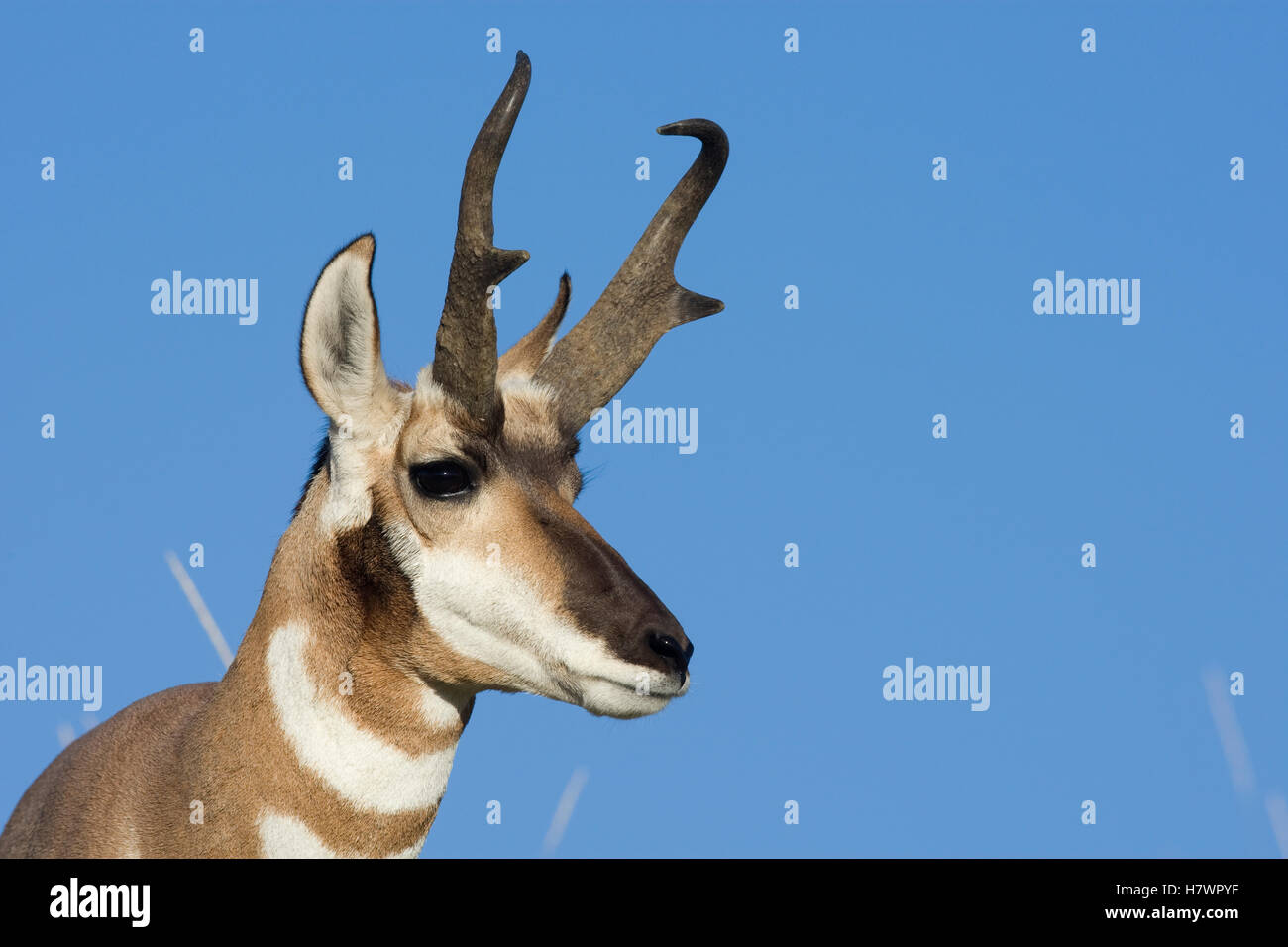 Pronghorn Antelope (Antilocapra americana) buck, eastern Montana Stock ...