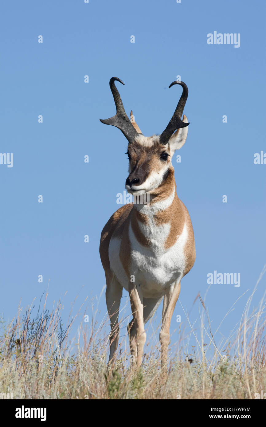 Pronghorn Antelope (Antilocapra americana) buck, eastern Montana Stock ...