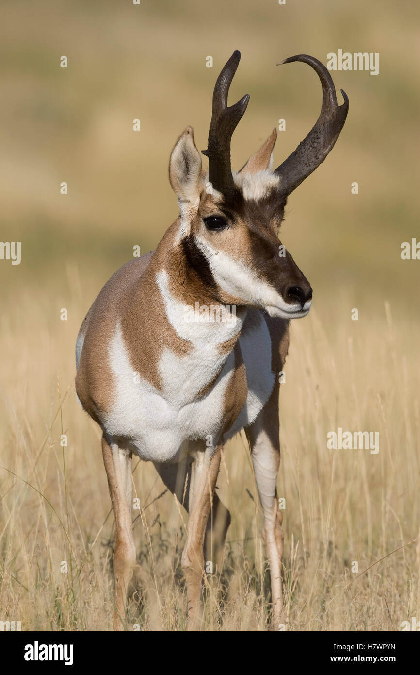 Pronghorn Antelope (Antilocapra americana) buck, eastern Montana Stock ...