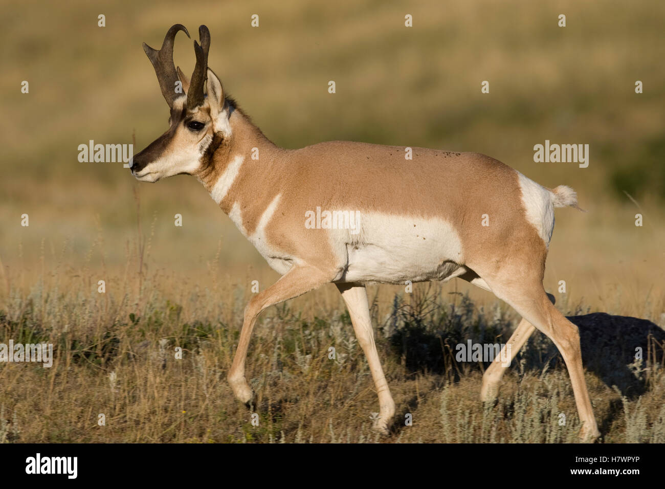 Pronghorn Antelope (Antilocapra americana) buck walking, North America ...