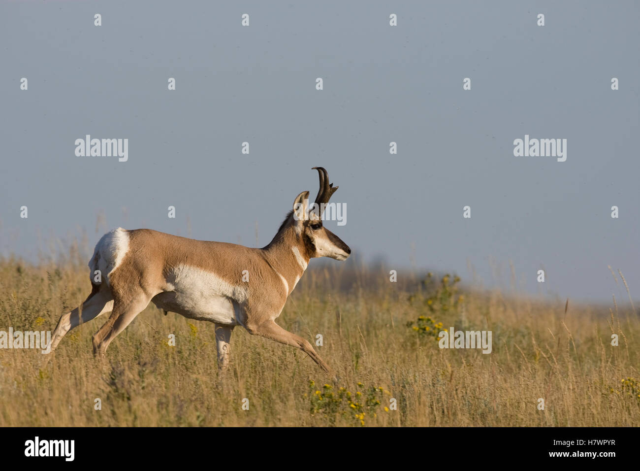 Pronghorn Antelope (Antilocapra americana) buck running on prairie ...