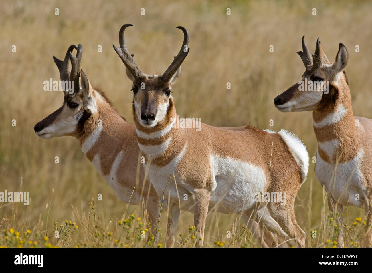 Pronghorn Antelope (Antilocapra americana) bucks, eastern Montana Stock ...