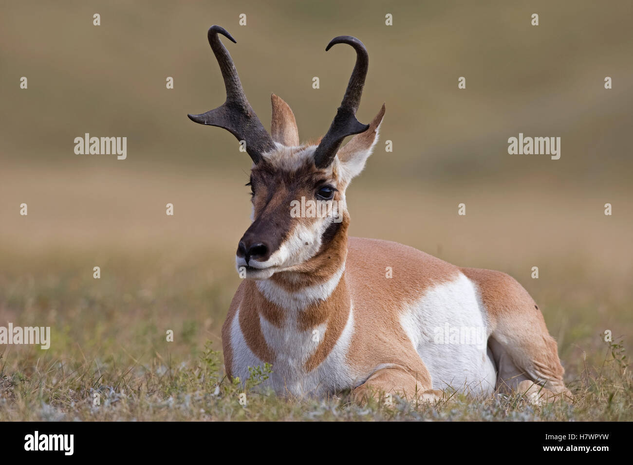Pronghorn Antelope (Antilocapra americana) buck, eastern Montana Stock ...