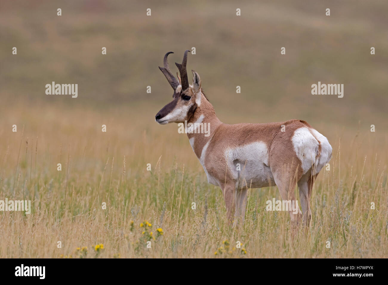 Pronghorn Antelope (Antilocapra americana) buck, eastern Montana Stock ...