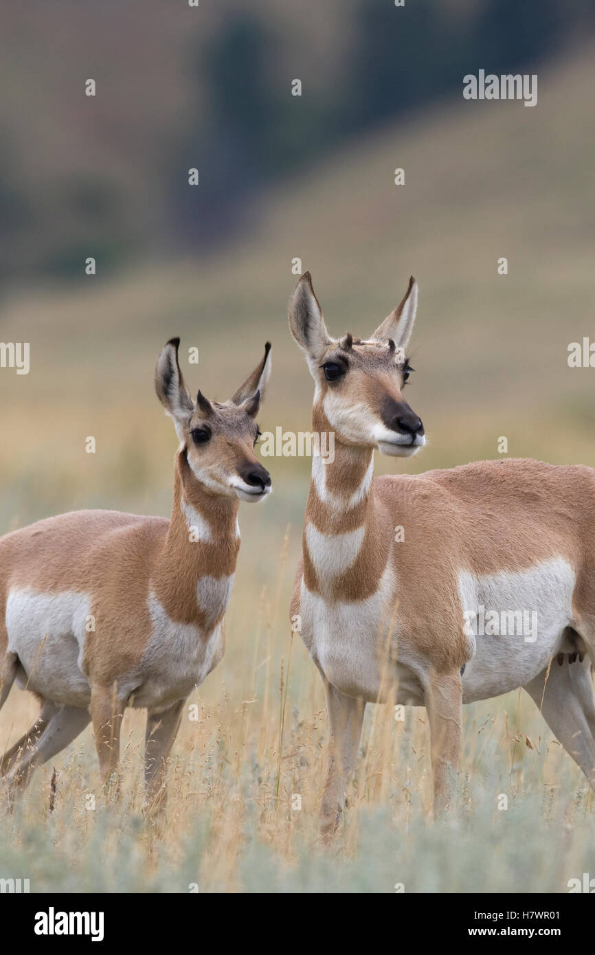 Pronghorn Antelope (Antilocapra americana) doe with fawn, eastern ...