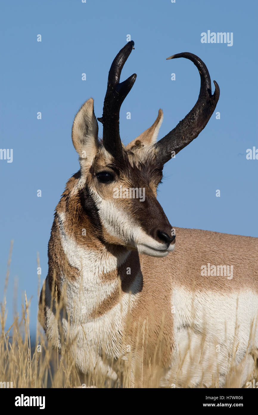 Pronghorn Antelope (Antilocapra americana) buck, eastern Montana Stock ...