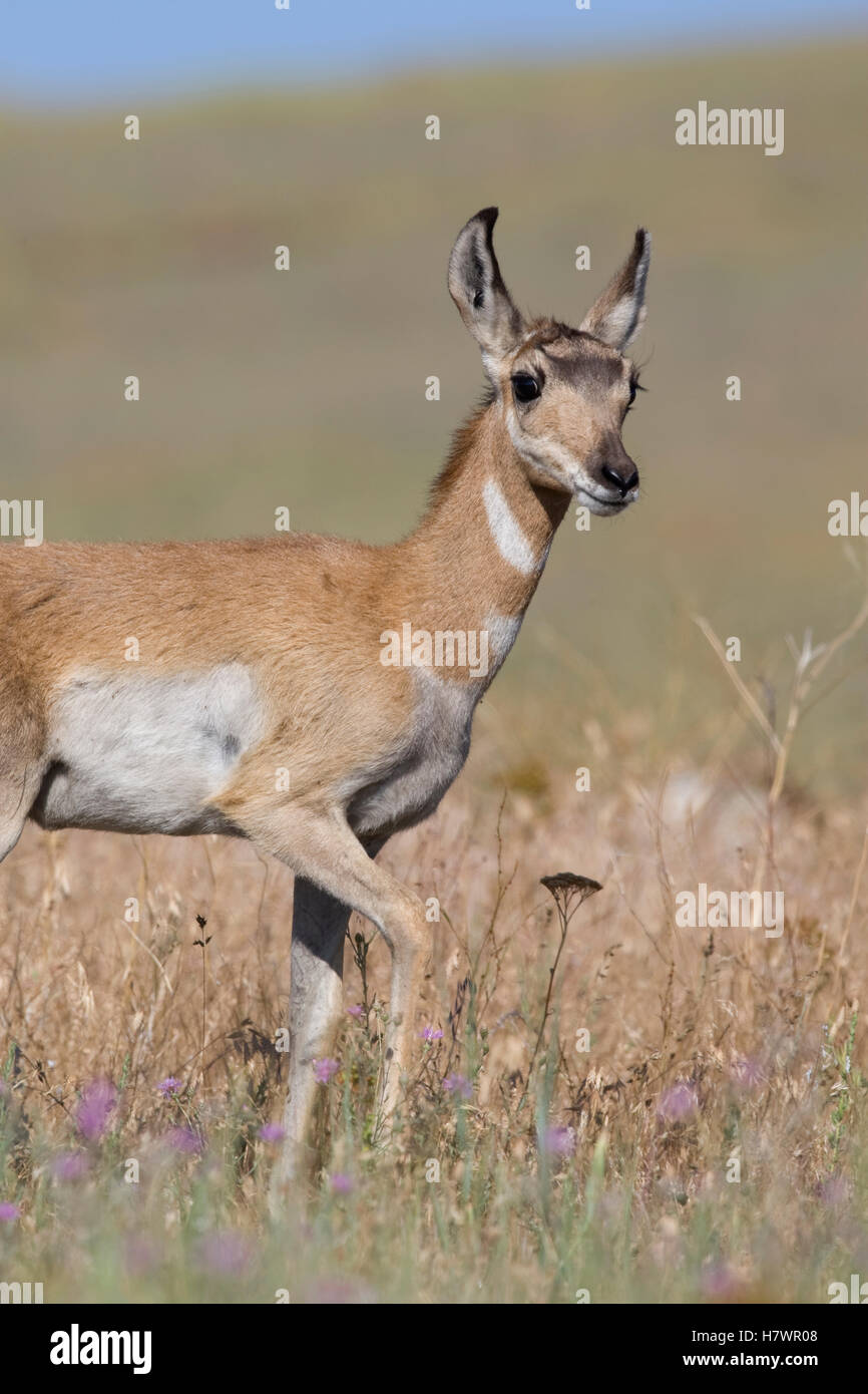 Pronghorn Antelope (Antilocapra americana) fawn, eastern Montana Stock ...