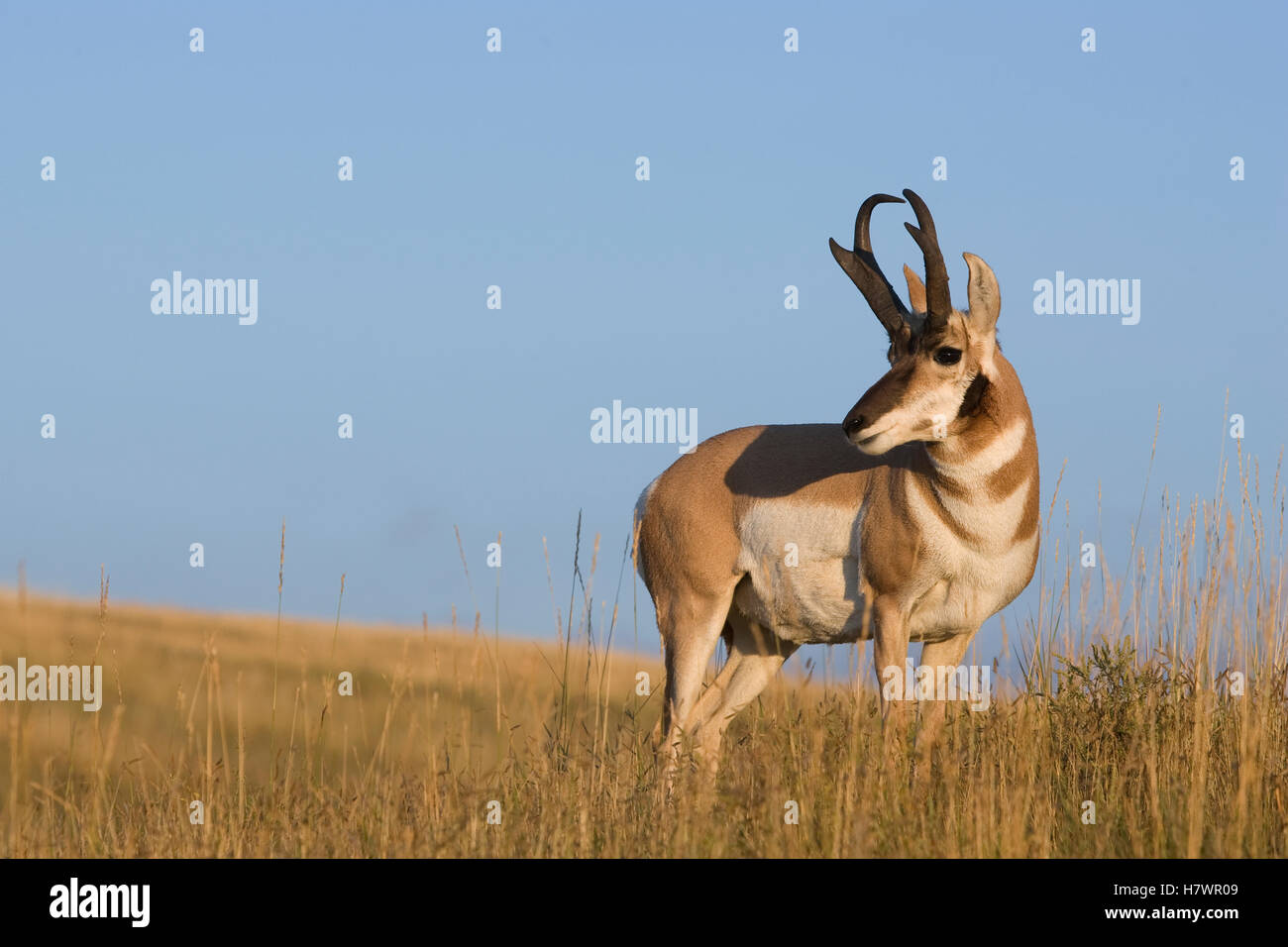Pronghorn Antelope (Antilocapra americana) buck on prairie, eastern ...