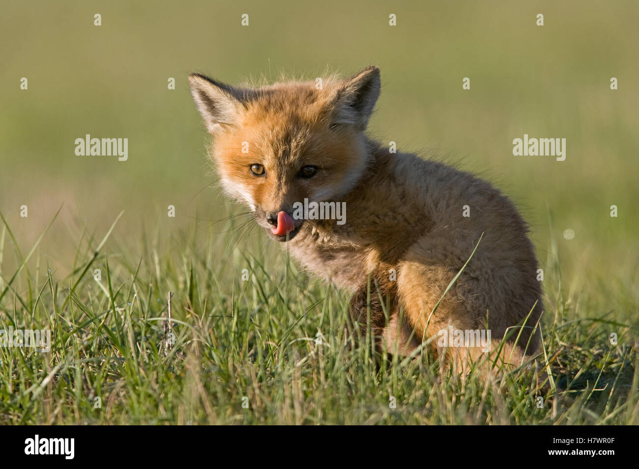 Red Fox (Vulpes vulpes) pup licking its nose, western Montana Stock ...