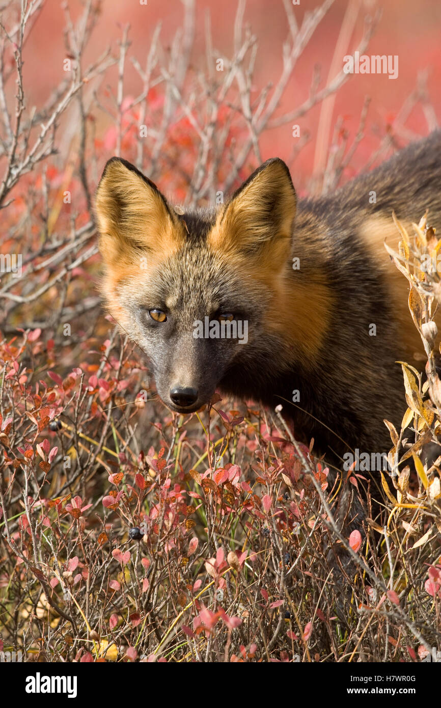 Red Fox (Vulpes vulpes) cross fox, central Alaska Stock Photo - Alamy