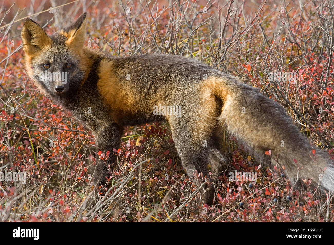 Red Fox (Vulpes vulpes) cross fox, central Alaska Stock Photo - Alamy