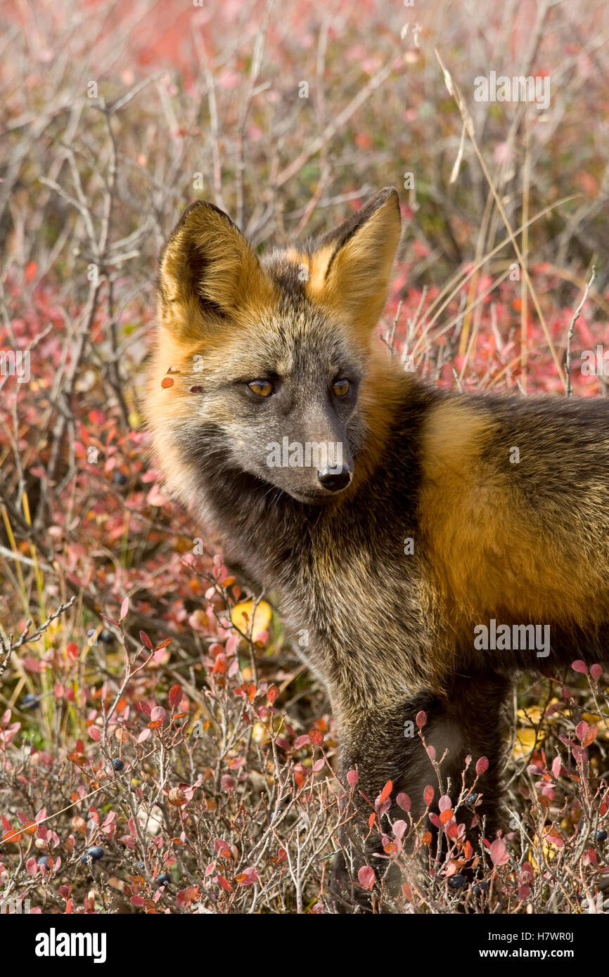 Red Fox (Vulpes vulpes) cross fox, central Alaska Stock Photo - Alamy