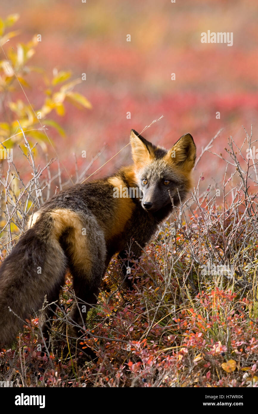 Red Fox (Vulpes vulpes) cross fox, central Alaska Stock Photo - Alamy
