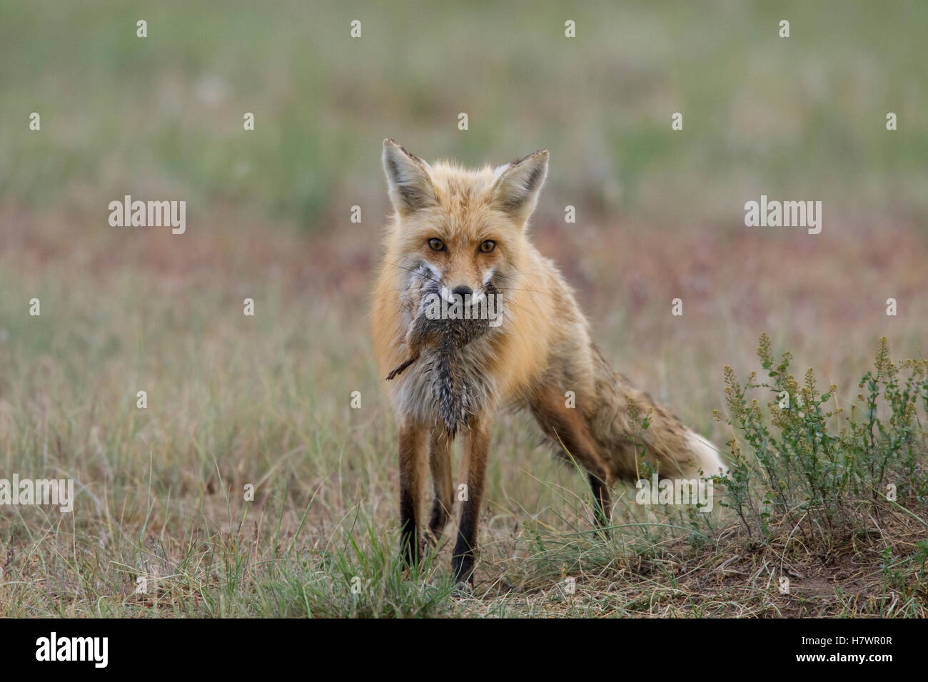 Red Fox (Vulpes vulpes) female with Columbian Ground Squirrel ...