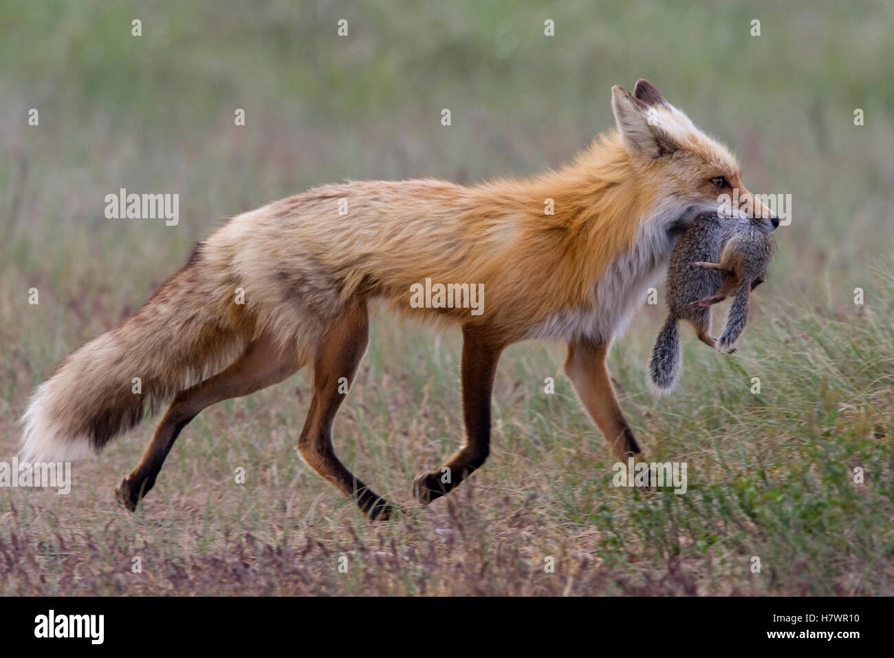 Red Fox (Vulpes vulpes) female with Columbian Ground Squirrel ...