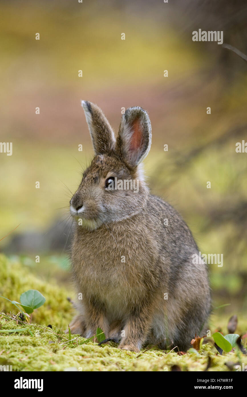 Snowshoe Hare (Lepus americanus) juvenile, central Alaska Stock Photo ...