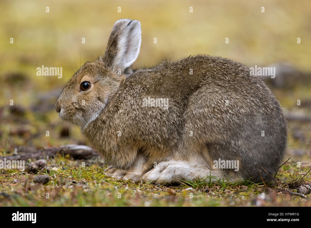 Snowshoe Hare (Lepus americanus) in fall coat, central Alaska Stock ...
