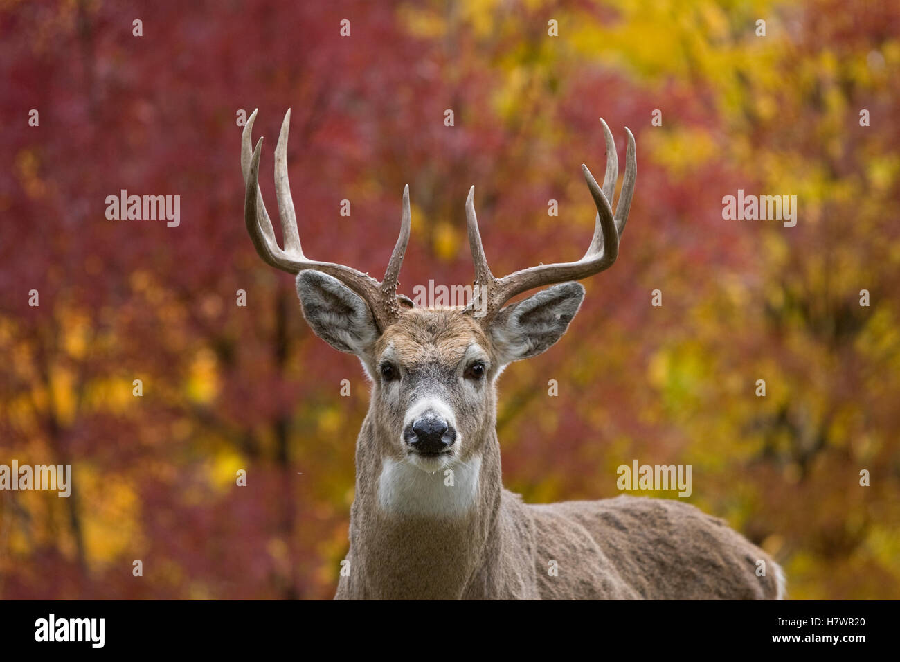 White-tailed Deer (Odocoileus virginianus) buck, western Montana Stock ...
