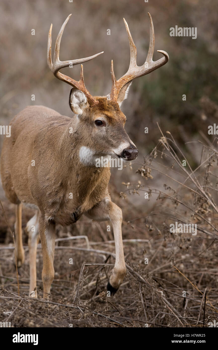 White-tailed Deer (Odocoileus virginianus) buck, western Montana Stock ...