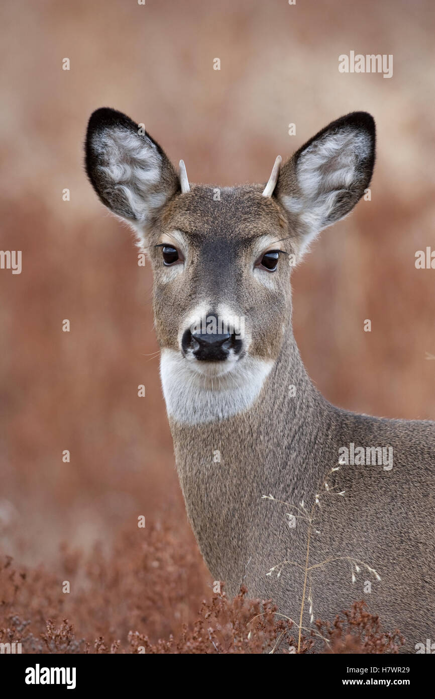 White-tailed Deer (Odocoileus virginianus) spike buck, western Montana ...